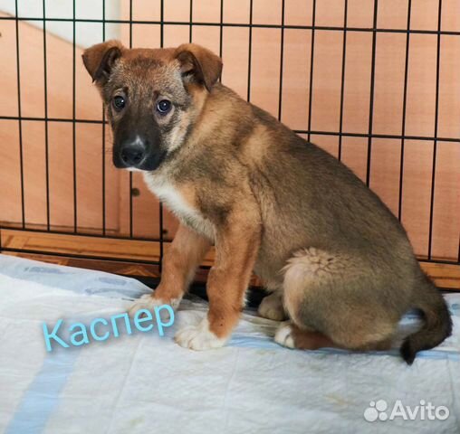 Щенок Каспер в поисках дома