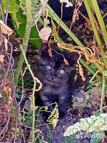 Котята на улице