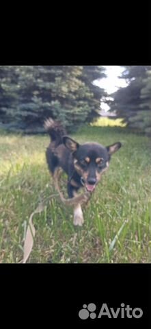 Мелкий пёсик Масик 7кг