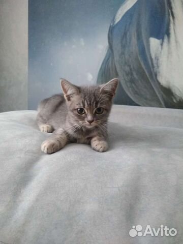 Котята британские бесплатно