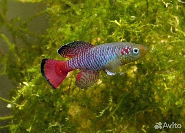 Нотобранхиус гюнтера