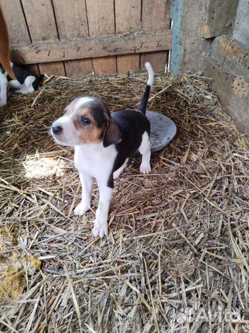 Собака русско пегая гончая