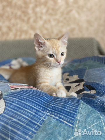 Котята рыжики