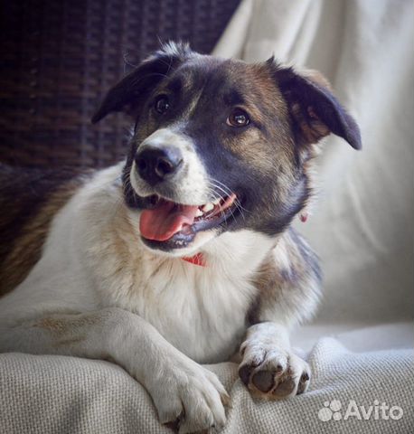 Собака Куки в добрые руки