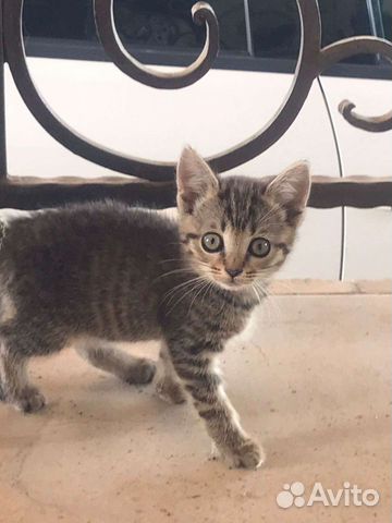 Котодевочка в добрые руки