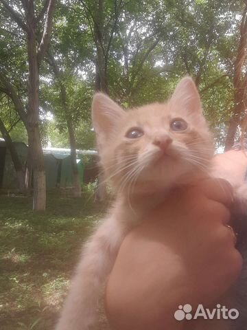 Котята ищут дом и помощь