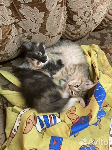 Кошачьи дети