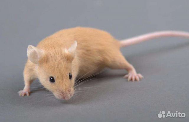 Мышь