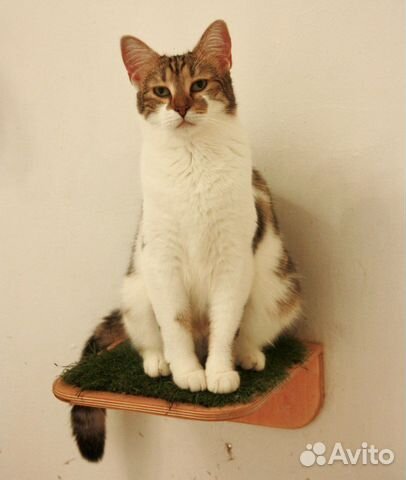 Кошечка Слойка ищет дом