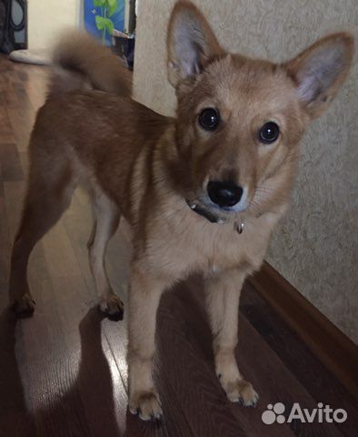 Карело финская лайка