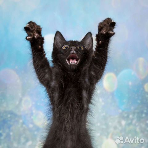 Шикарный черный котенок мальчик в дар 2,5 мес