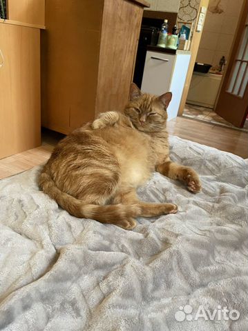 Рыжий котик в хорошие руки