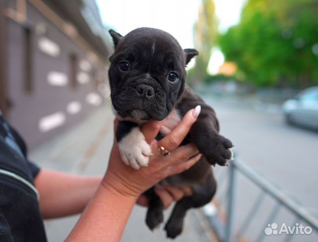 Американский Булли экзотик маленькая девочка