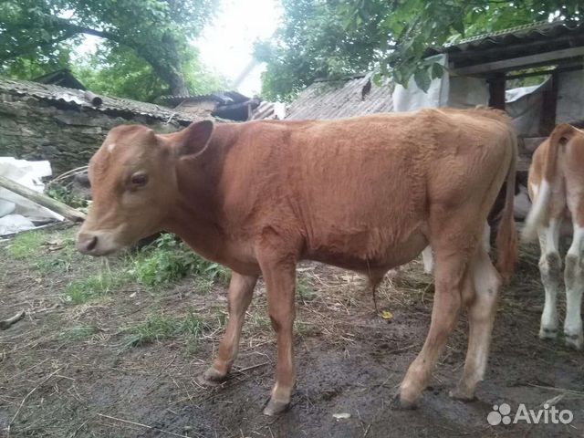 Бычки