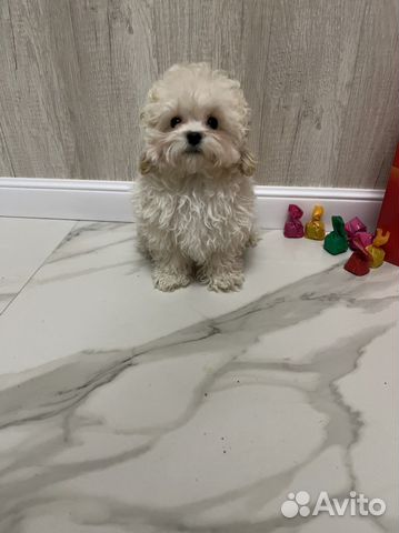 Мальтипу ф1 корейский мальчик