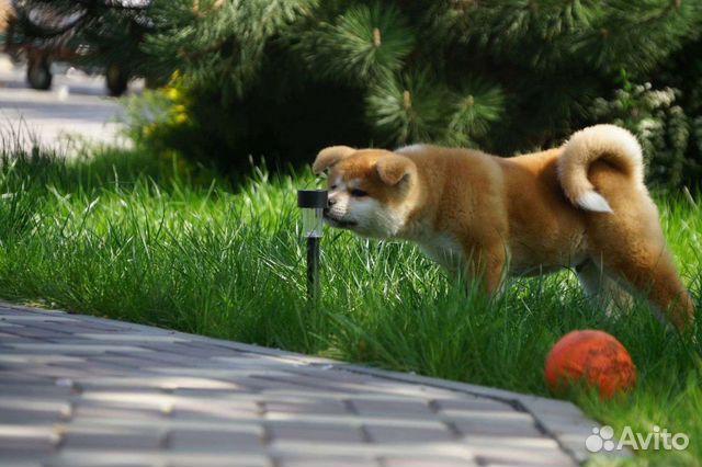 Шикарный Акитос японской породы