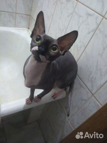 Канадский сфинкс