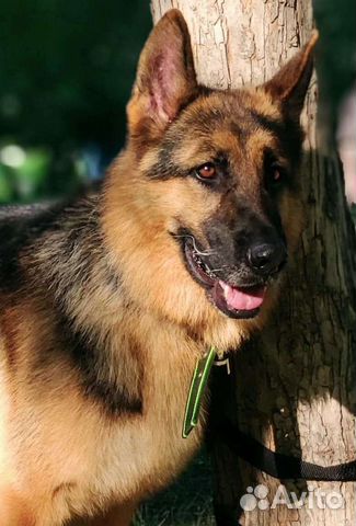 Собака помесь Овчарки кобель 2 года