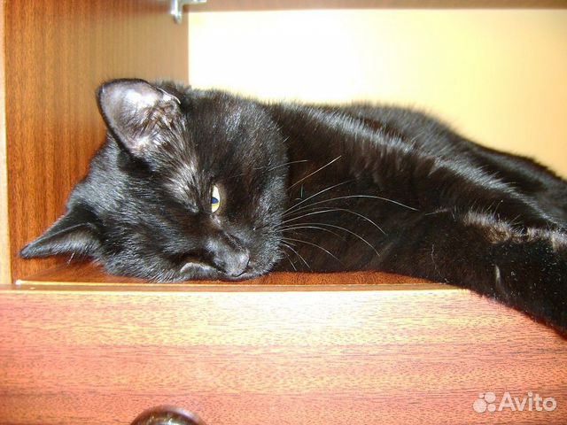 Кошечка -милашечка