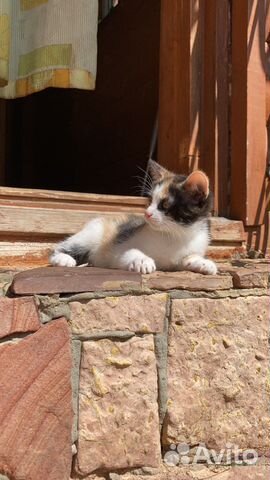 Котёнок девочка трёхцветная белая-черная-рыжая