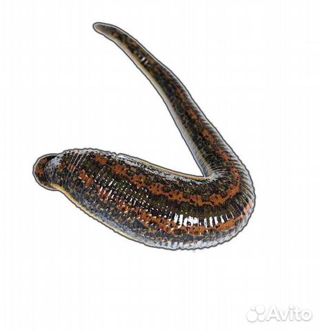 Пиявки медицинские