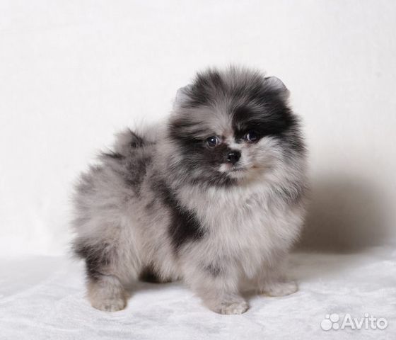 Мраморный мишка