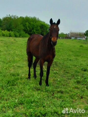 Скаковая лошадь