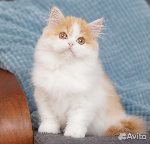 Шотландский котенок Хайленд Страйт