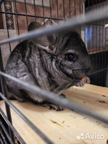 Шиншилла мальчик