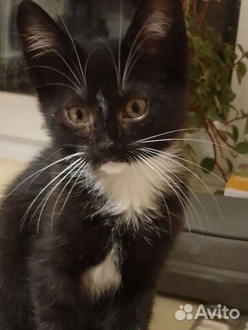 Маленькая кошечка