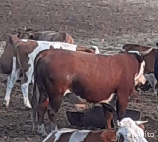Бычок 2 года