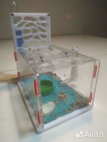 Формикарий с муравьями