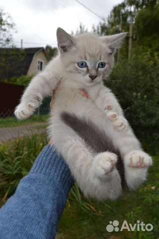 Котенок