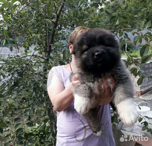 Щенок кавказской овчарки