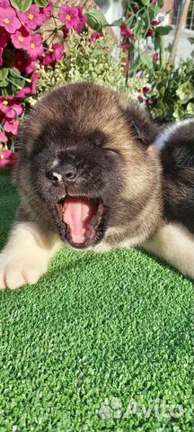 Щенки акита