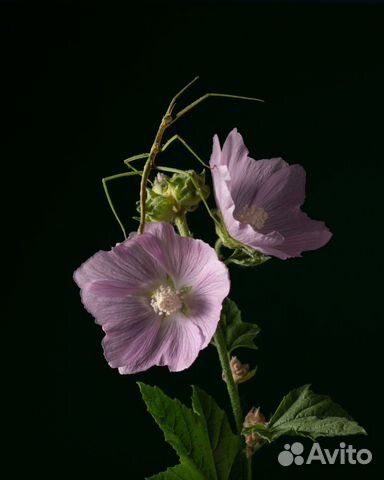 Анамский палочник (medauroidea extradentata)