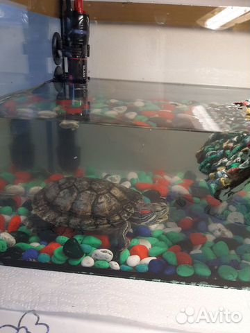 Красноухая черепаха с аквариумом бесплатно