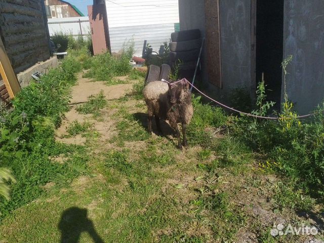 Овцы бараны