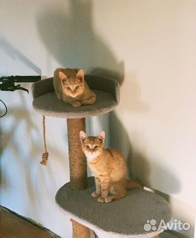 Рыжие котята Феня и Персик