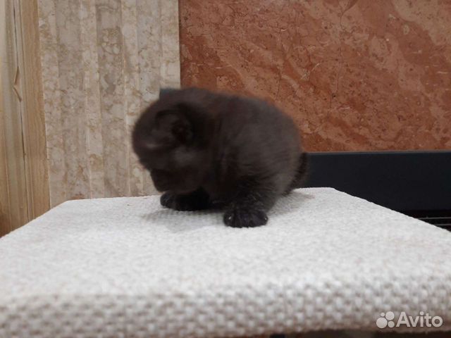 Британские котята
