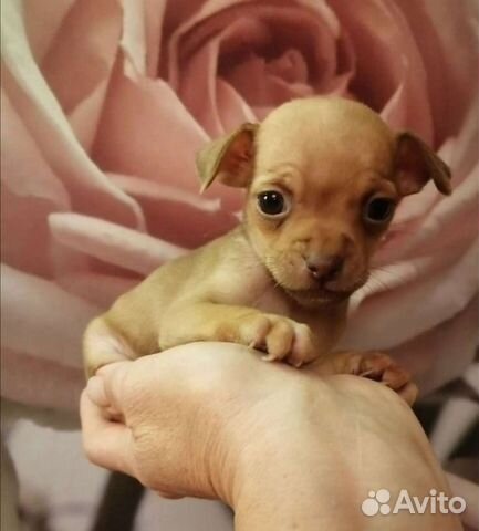 Той-терьер щенки