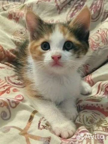 Очаровательные котята ищут дом