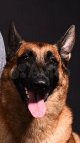 Бельгийская овчарка малинуа