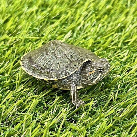 Красноухие черепашки