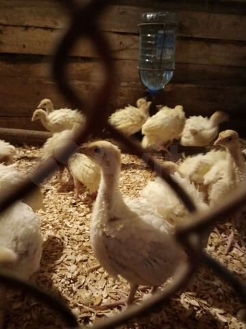 Индюшата подрощенные
