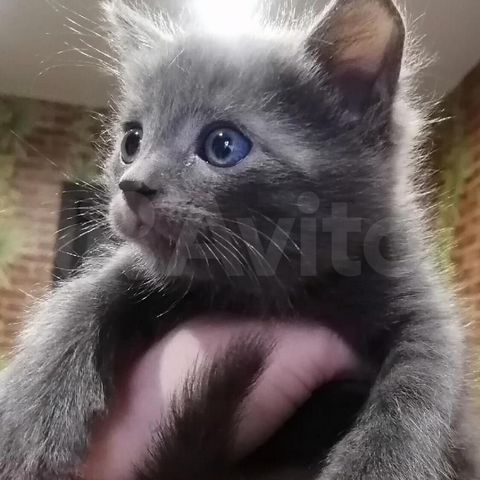 Котенок метис русской голубой