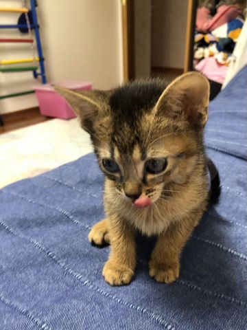 Абиссинский котенок