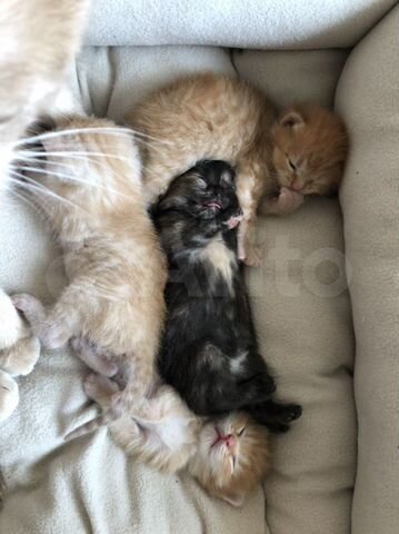 Британские вислоухие котята