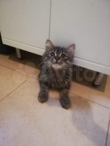 Котенок в добрые руки