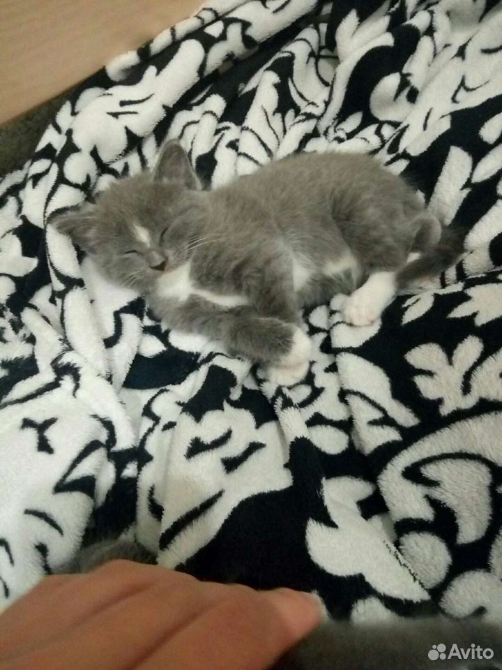 Котята